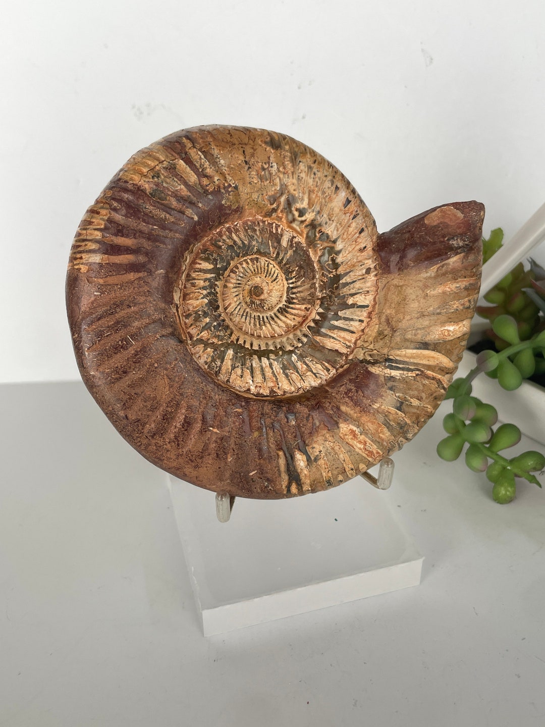 Ammonite Sacred Geometry Fossil for Altar Kundalini Energy TM33 With ...