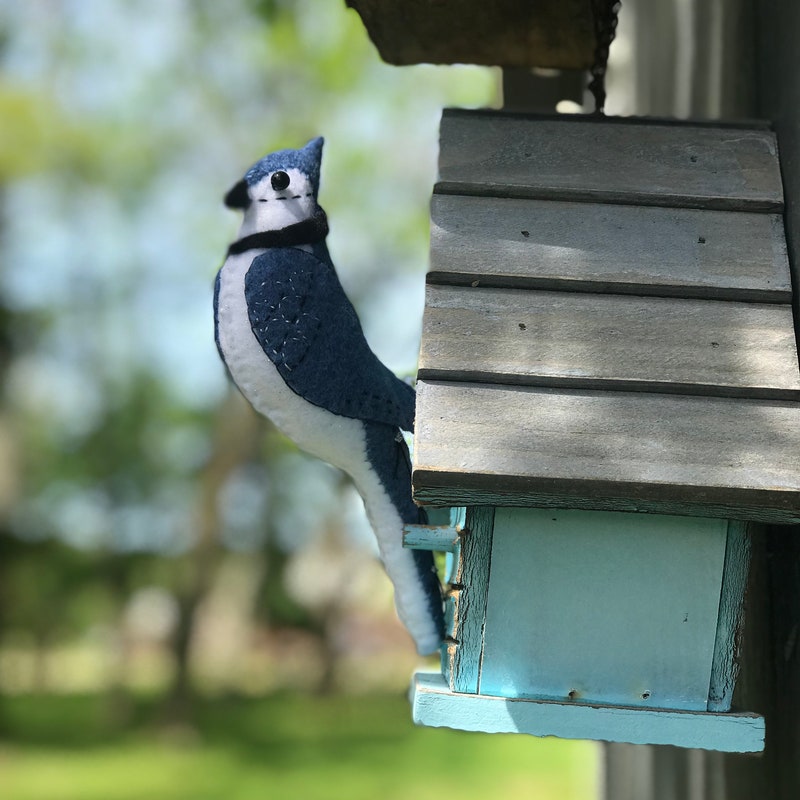 Baby Blue Jay - Etsy