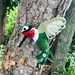 Hummingbird,felt Ornament, Unbreakable Gift,home Decoration Package ...