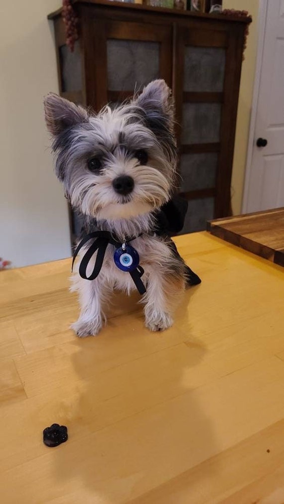 Dog Cape With Hood - Etsy