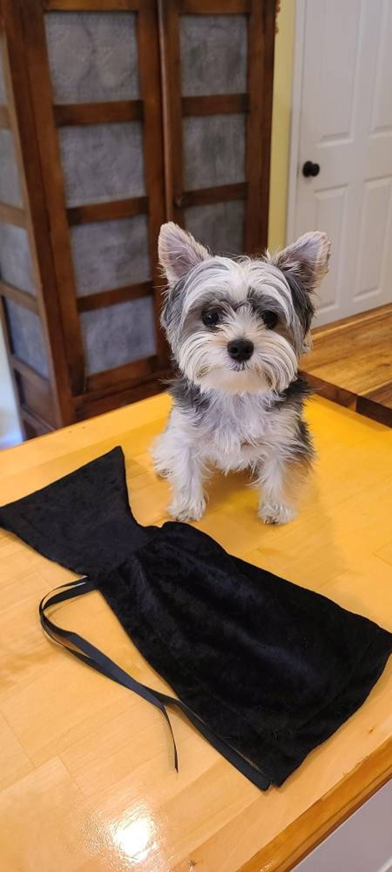 Personalized Dog Cape - Etsy