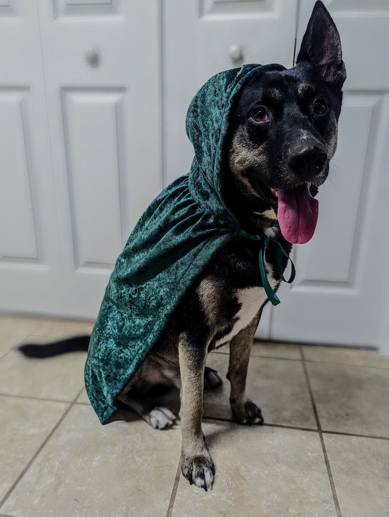 Personalized Dog Cape - Etsy