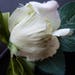 Boutonniere . Pale Green Rose and Army Green Ribbon - Etsy