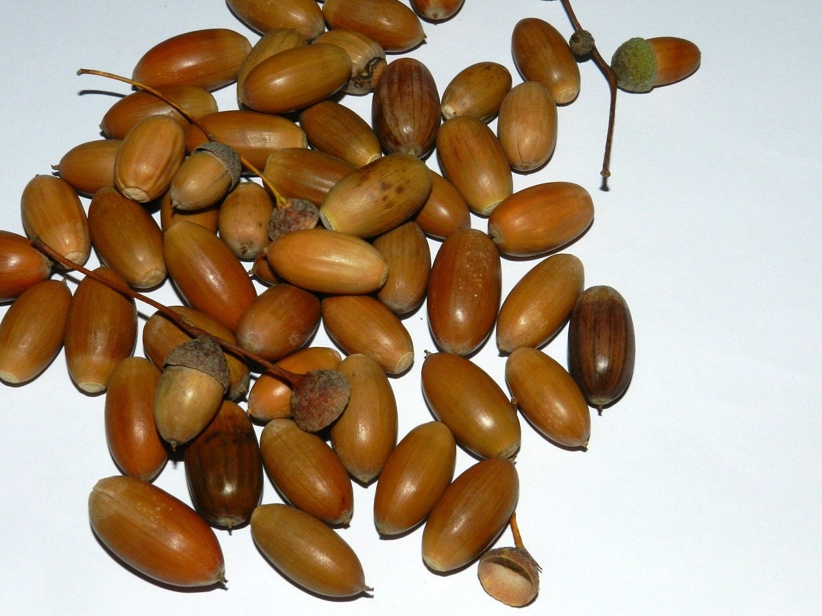 Natural Acorns Acorn Nut 50pcs Real Acorn Holiday Christmas - Etsy Norway