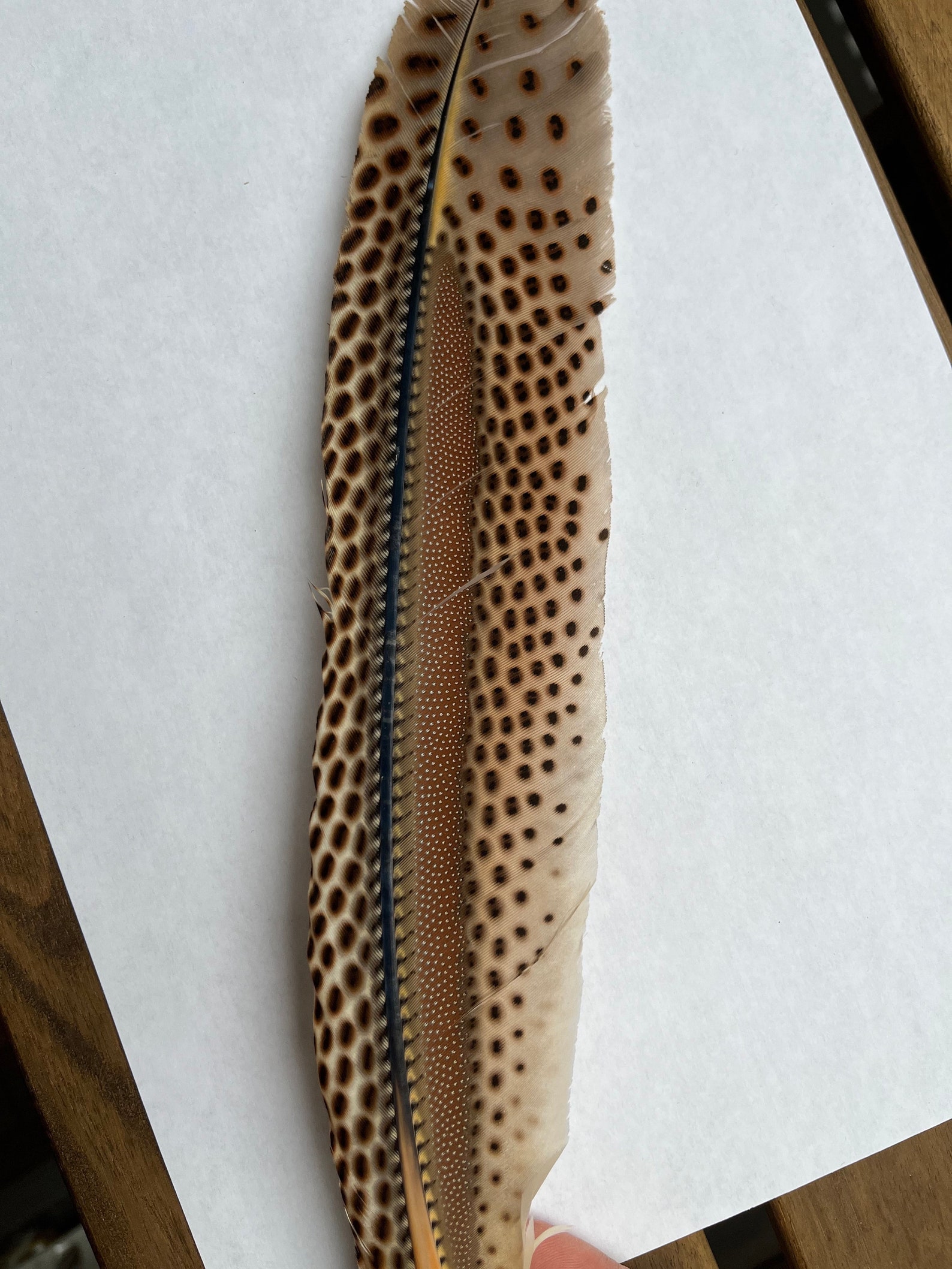 Argus Pheasant Wing Feather With Leopard Spots. Moulted Cruelty Free ...