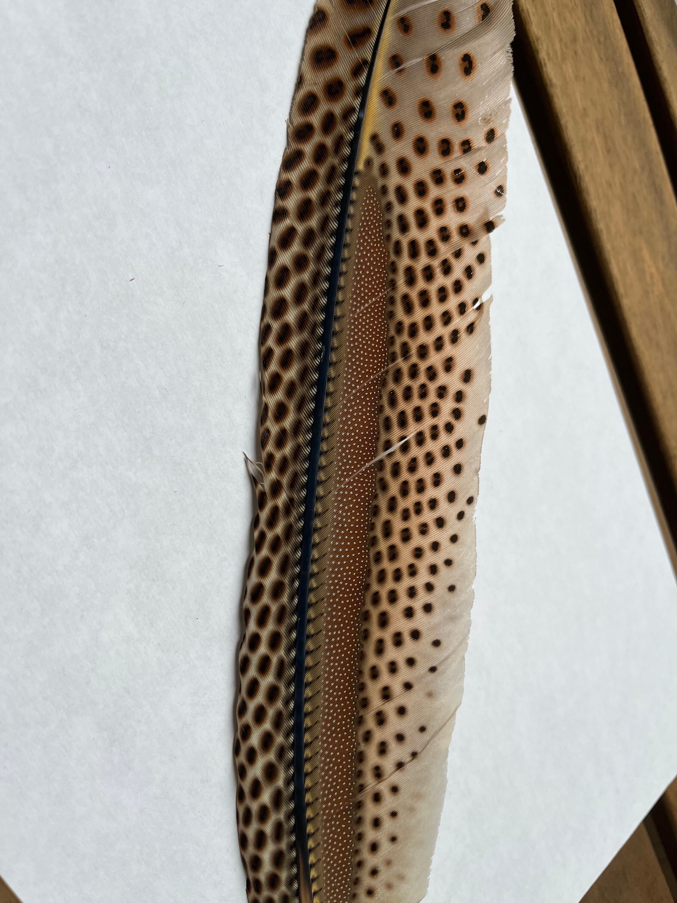 Argus Pheasant Wing Feather With Leopard Spots. Moulted Cruelty Free ...