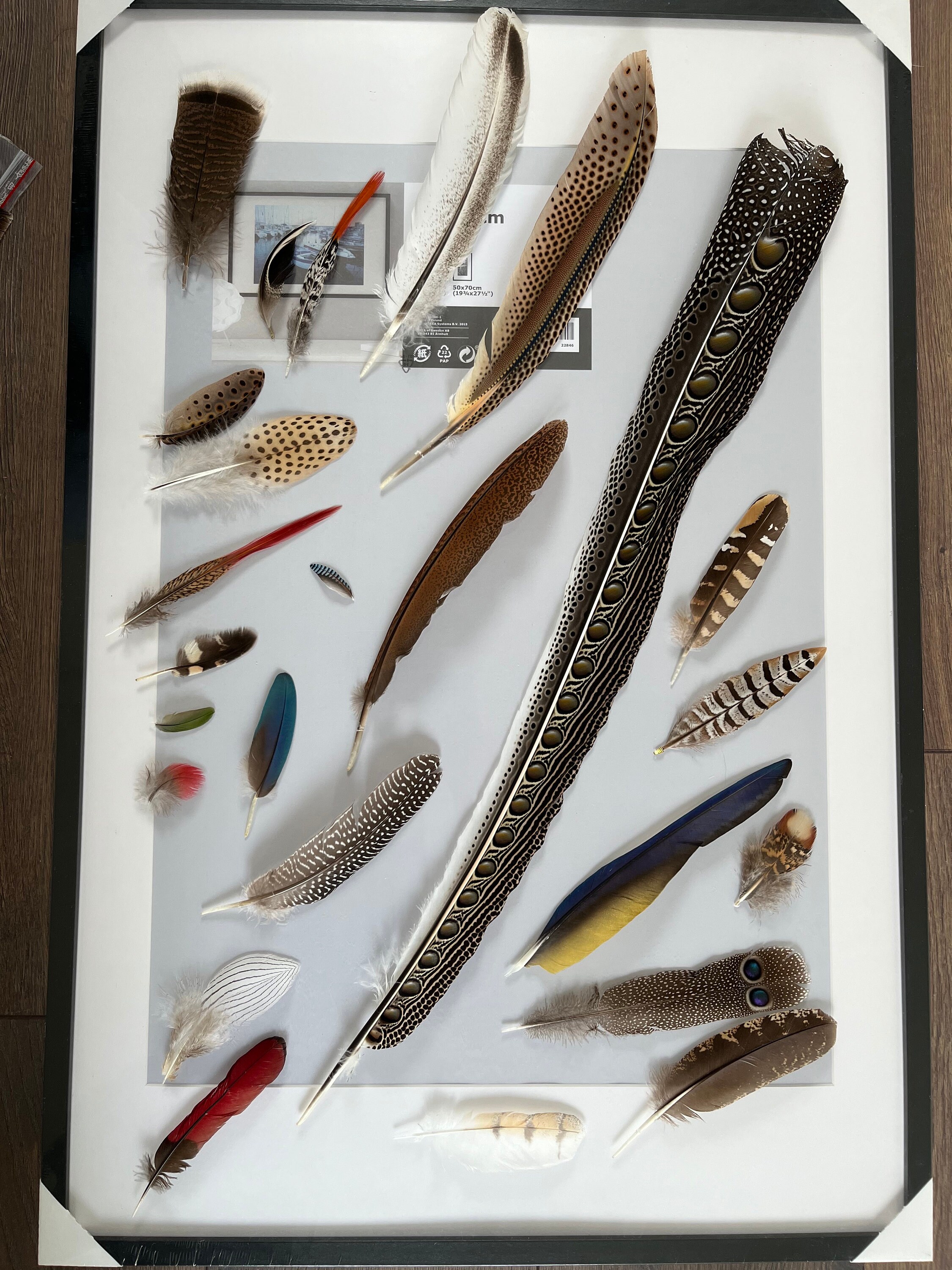 Argus Pheasant Wing Feather With Leopard Spots. Moulted Cruelty Free ...