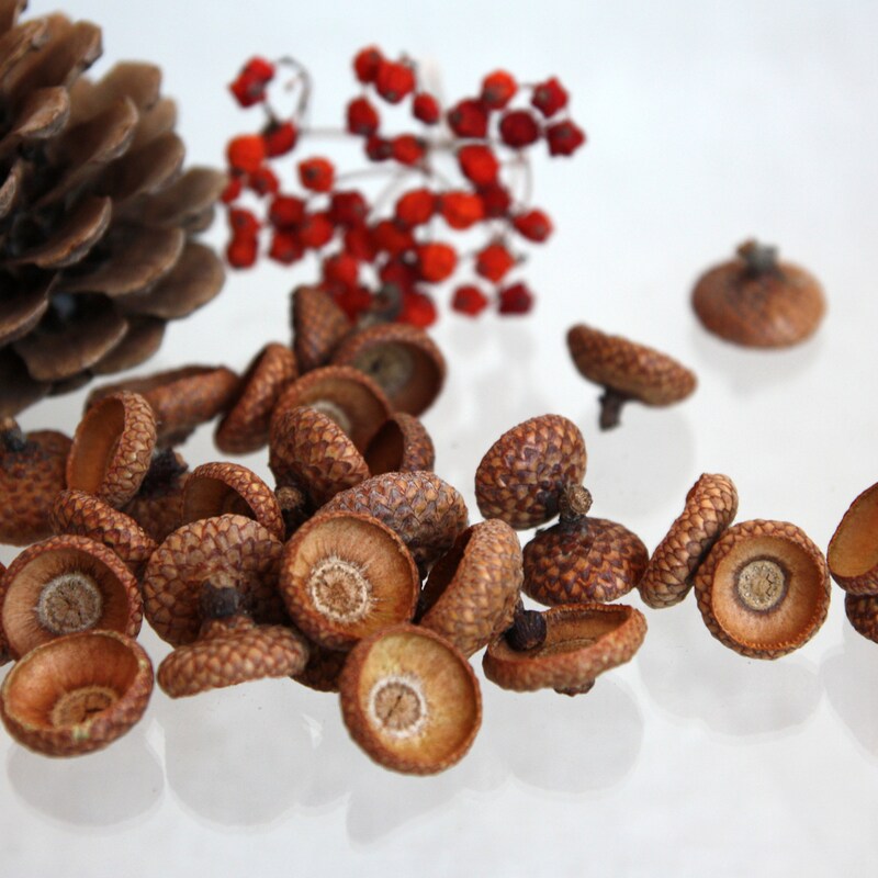 Acorn Caps - Etsy