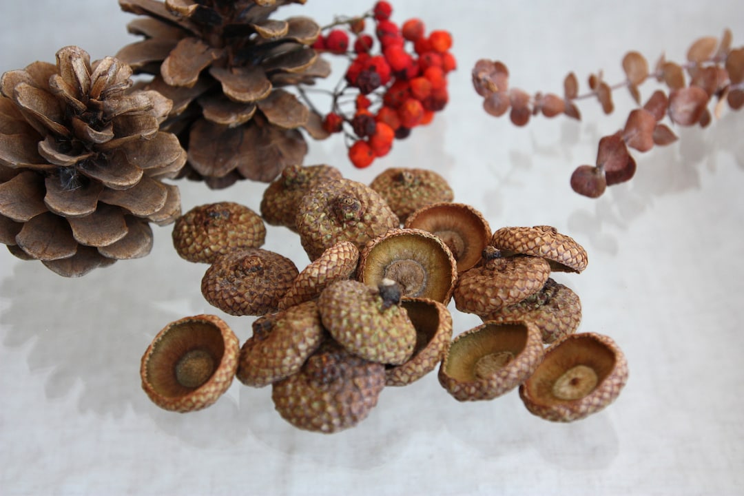 XL Acorn Caps: Natural Oak Acorn Hats, Craft & Decor (2.8-3 Cm) - Etsy