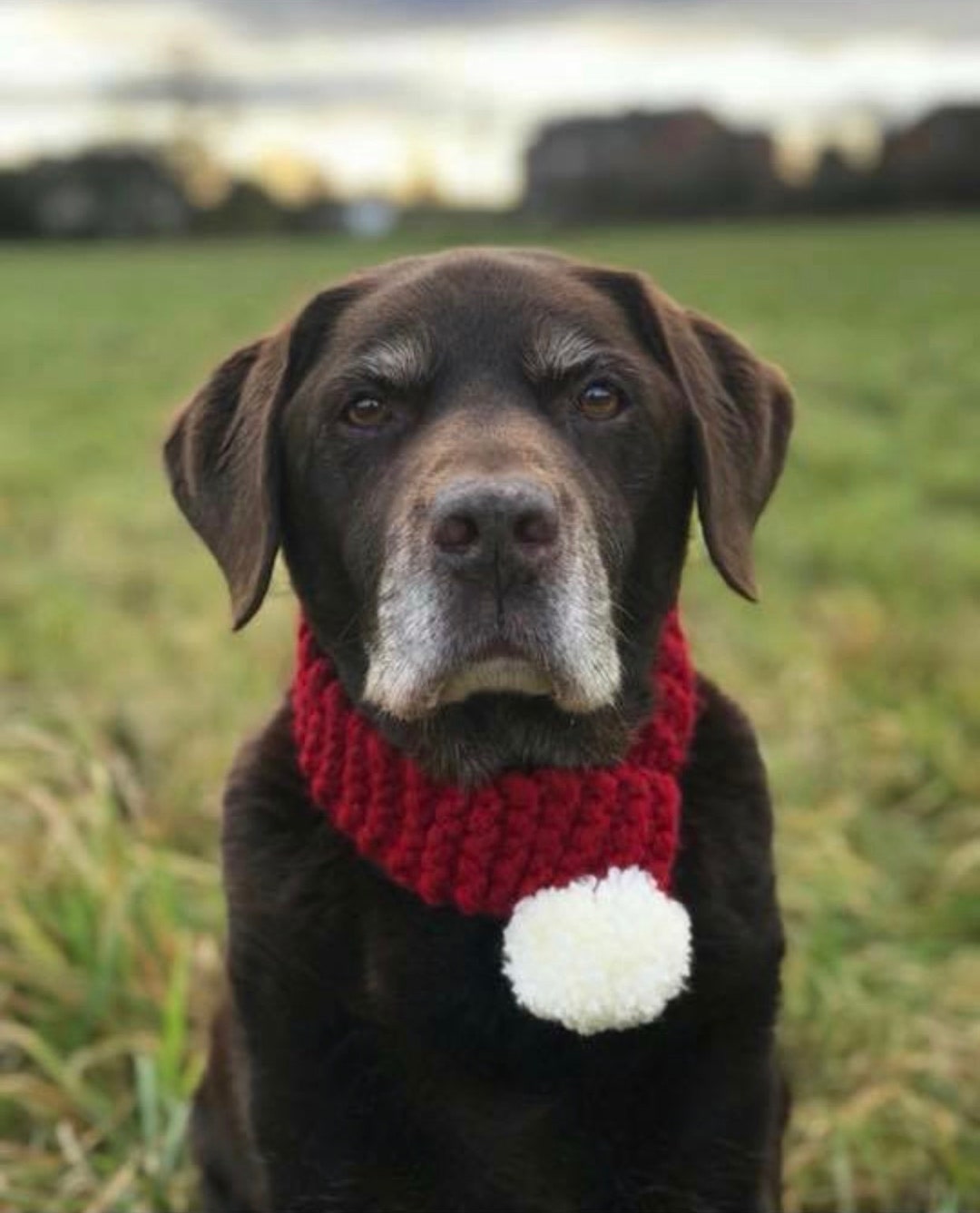Personalised Hand Knitted Christmas Red Dog Scarf With White Pom Pom - Etsy