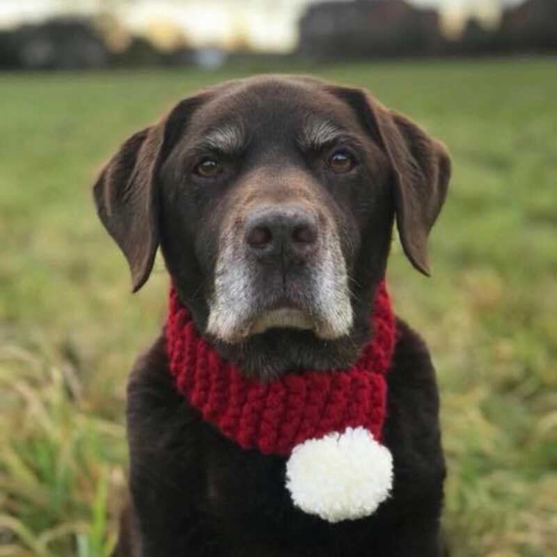 Knitted Dog Scarf - Etsy