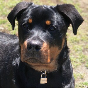 Personalized Silver Square Padlock Dog Tag - Etsy