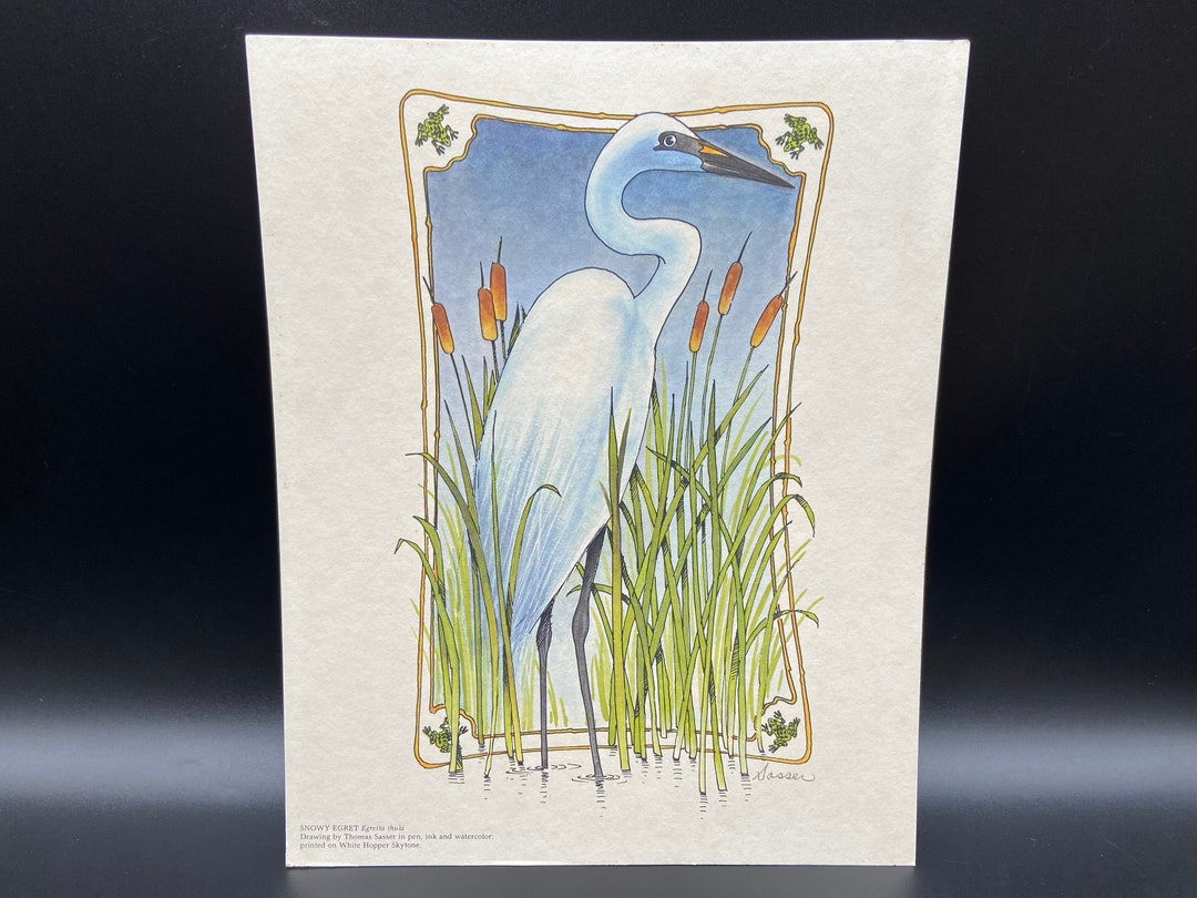 Fine Art Print by Thomas Sasser "white Egret/egretta Thuka" 8" X 10 ...