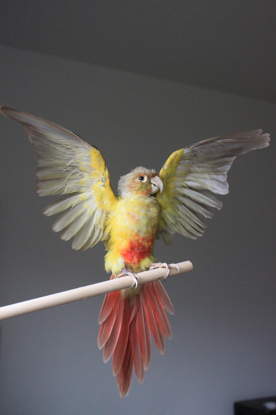 Green-cheeked Conure Taxidermy Flying Wings Open Bird - Etsy
