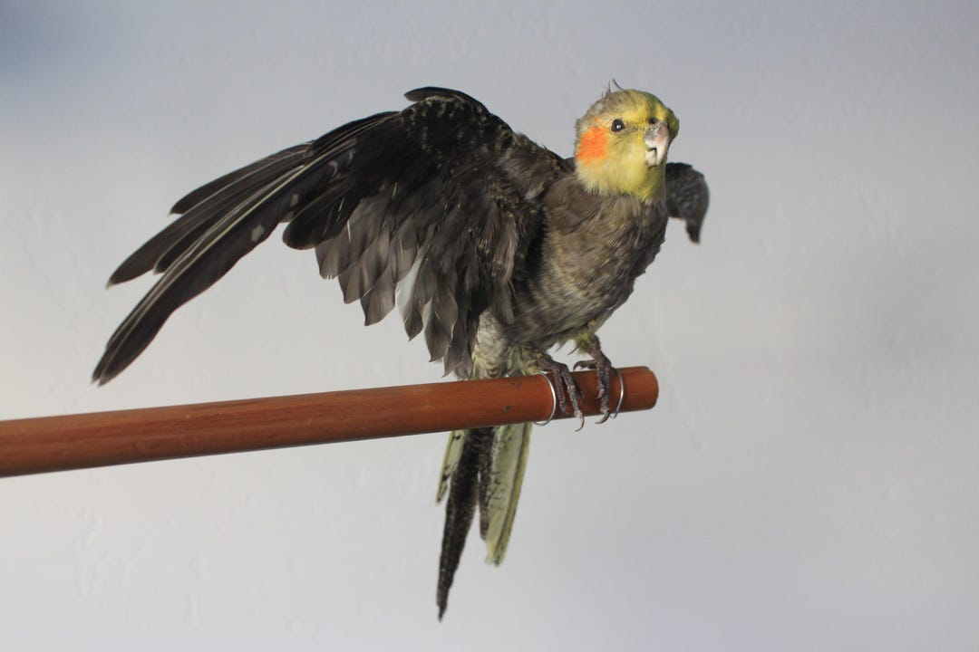 Taxidermy Bird Cockatiel Flying Wings Open - Etsy