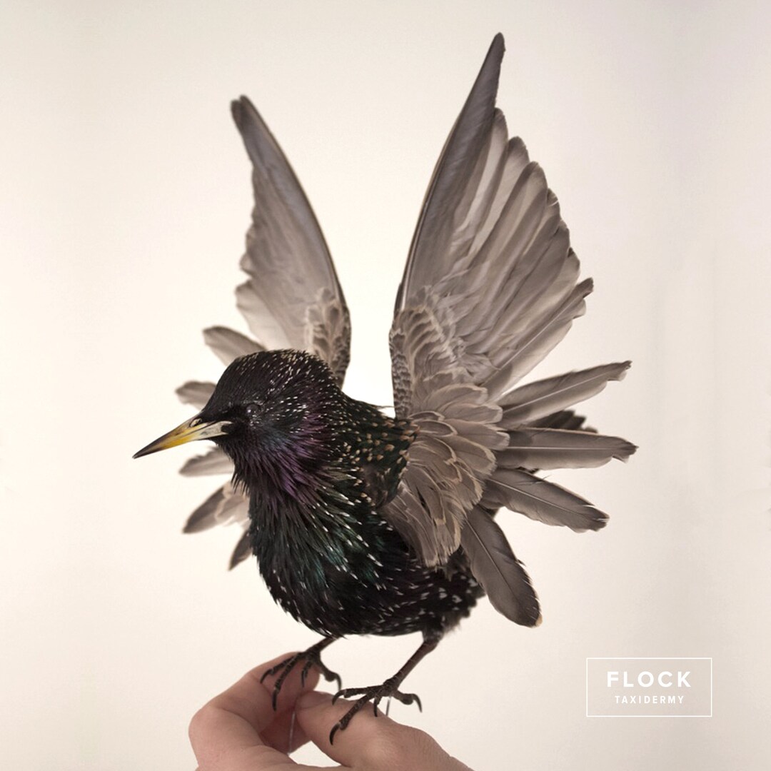 Taxidermy Starling - Etsy