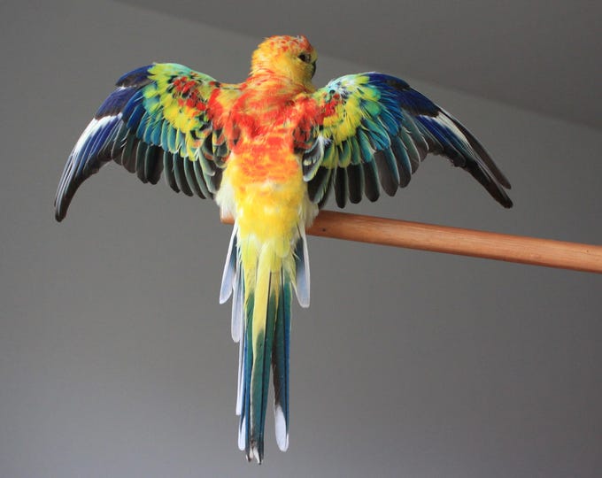 Rosella Parrot Taxidermy Flying Wings Open Bird Rainbow Feathers - Etsy
