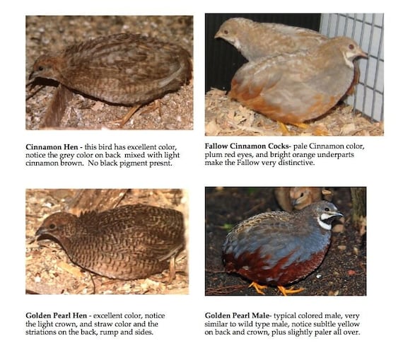 Red Breasted Button Quail