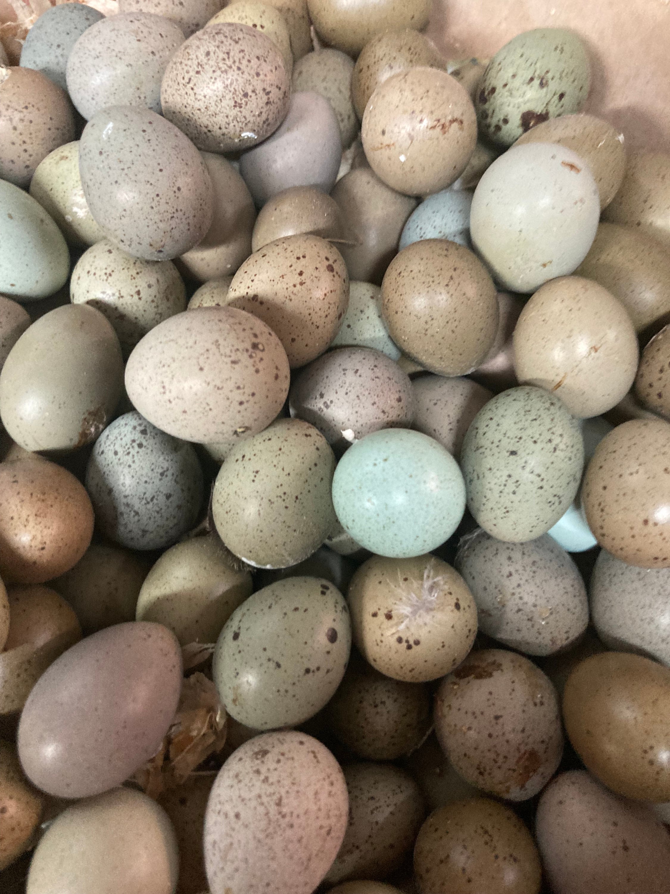 Button Quail Eggs