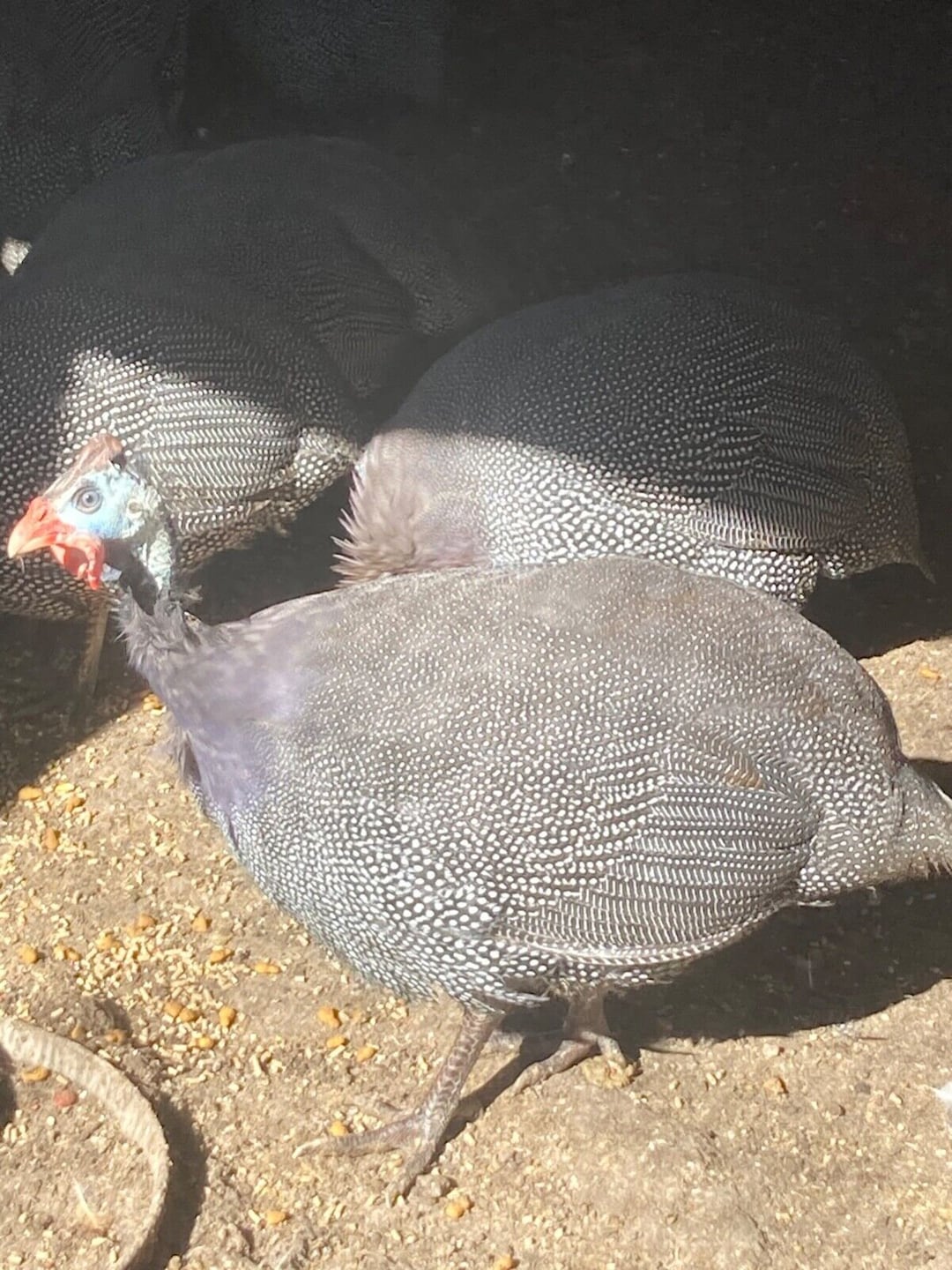 7 French Jumbo Guinea Fowl Eggs. FRESH Daily. Please Read Everything - Etsy