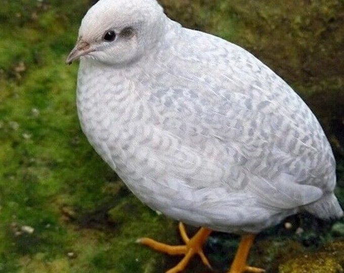 10 Fresh Silver Pearl Button Quail Eggs These Are Chosen From Only My ...