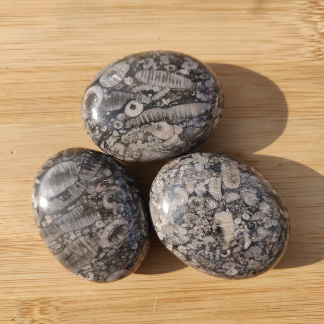Crinoid Fossil Palm Stone Crystal, Healing Stone, Meditation Crystal ...