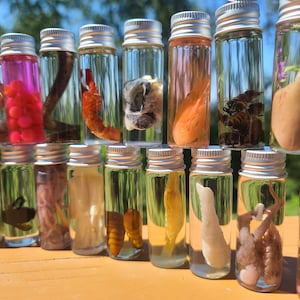 Mixed Mystery Lot Wet Specimens Insect, Mammal, Bird, Aquatic. 1, 2, 3 ...