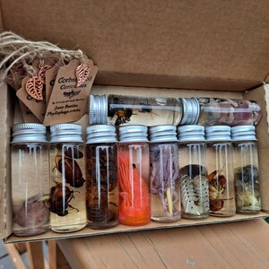 Mixed Mystery Lot Wet Specimens Insect, Mammal, Bird, Aquatic. 1, 2, 3 ...