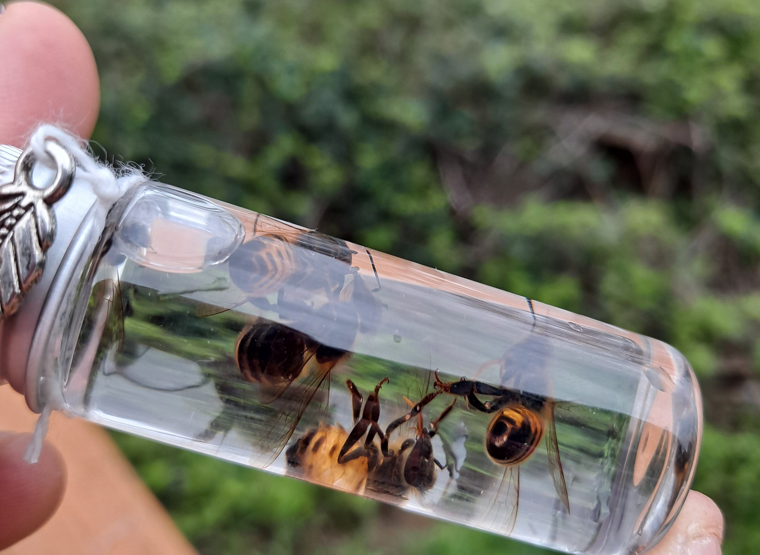 Preserved Honey Bee Wet Specimens - Etsy