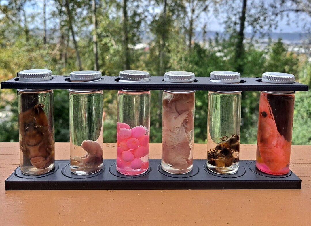 Mixed Mystery Lot of 3 or 6 Wet Specimens Insect, Mammal, Bird, Aquatic ...