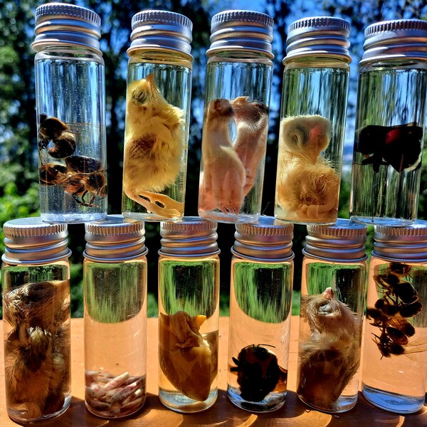 Insect Specimens - Etsy