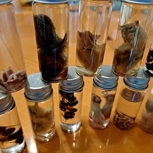 Mixed Mystery Lot Wet Specimens Insect Mammal Bird Aquatic. - Etsy
