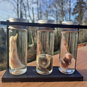 Mixed Mystery Lot Wet Specimens Insect, Mammal, Bird, Aquatic. 1, 2, 3 ...