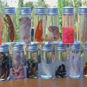 Mixed Mystery Lot Wet Specimens Insect, Mammal, Bird, Aquatic. 1, 2, 3 ...