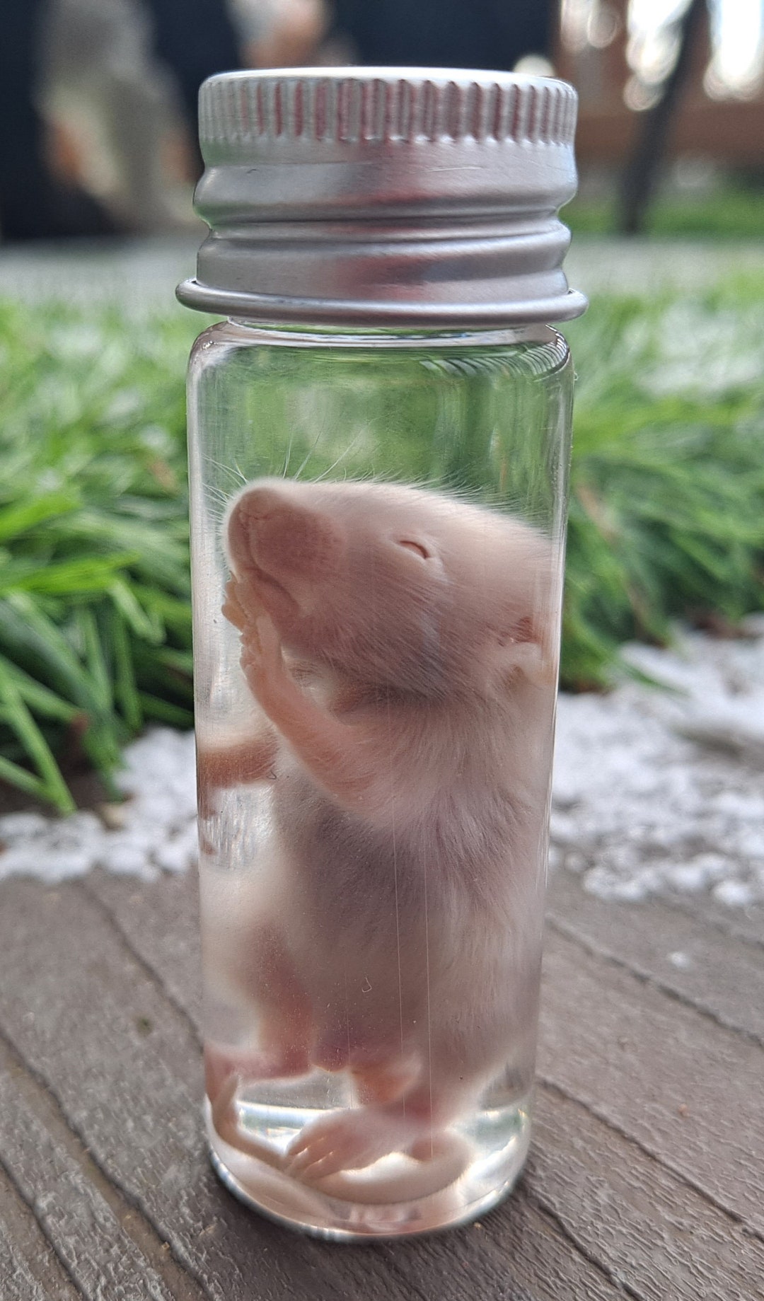 Micro Mouse Wet Specimen - Etsy