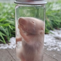 Wet Specimens - Etsy