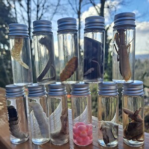 Mixed Mystery Lot Wet Specimens Insect, Mammal, Bird, Aquatic. 1, 2, 3 ...