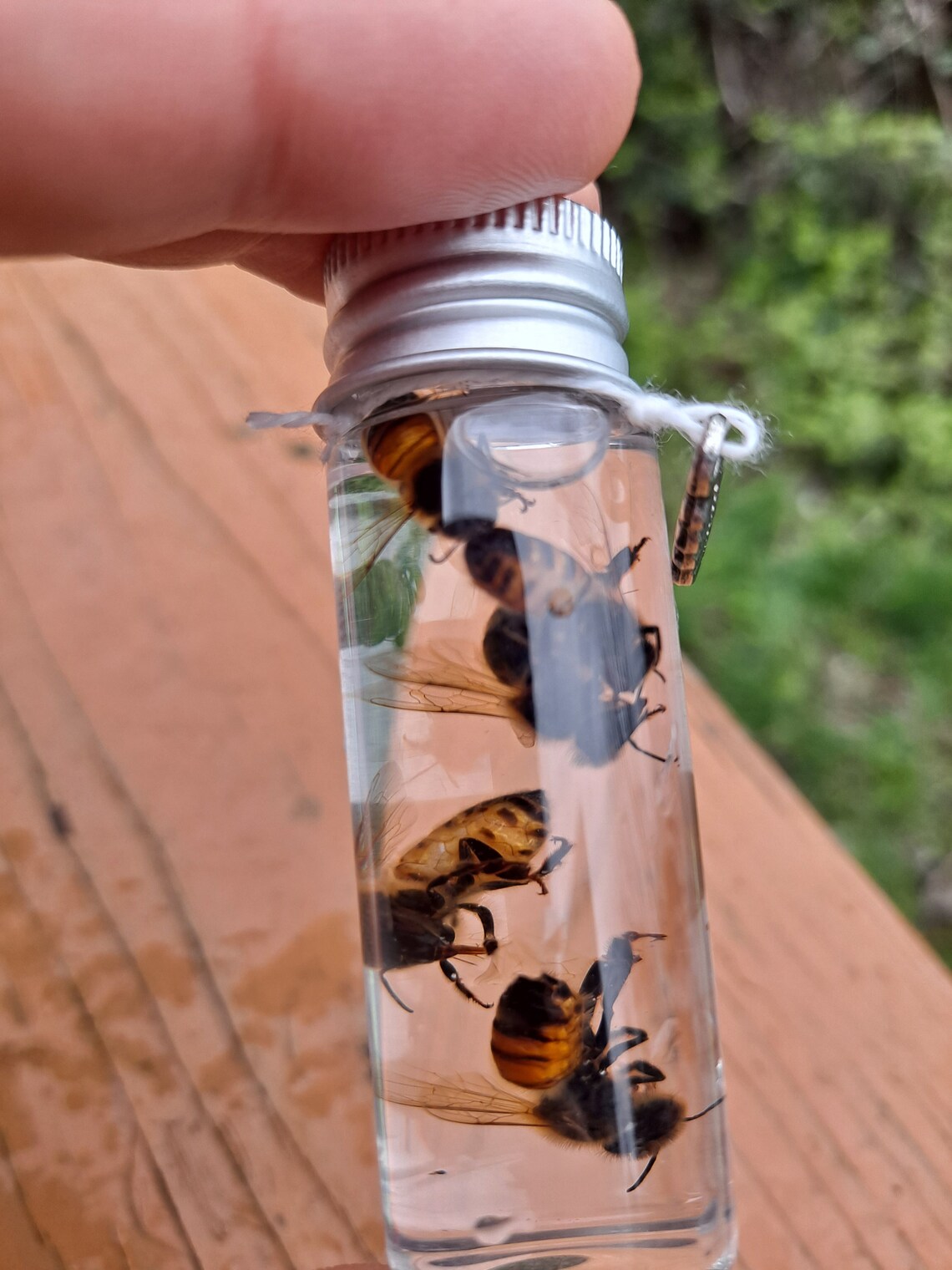 Preserved Honey Bee Wet Specimens - Etsy
