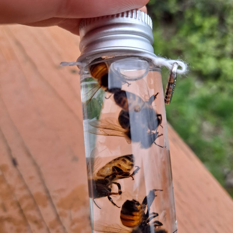 Wet Specimens - Etsy