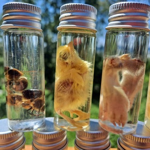 Mixed Mystery Lot Wet Specimens Insect, Mammal, Bird, Aquatic. 1, 2, 3 ...