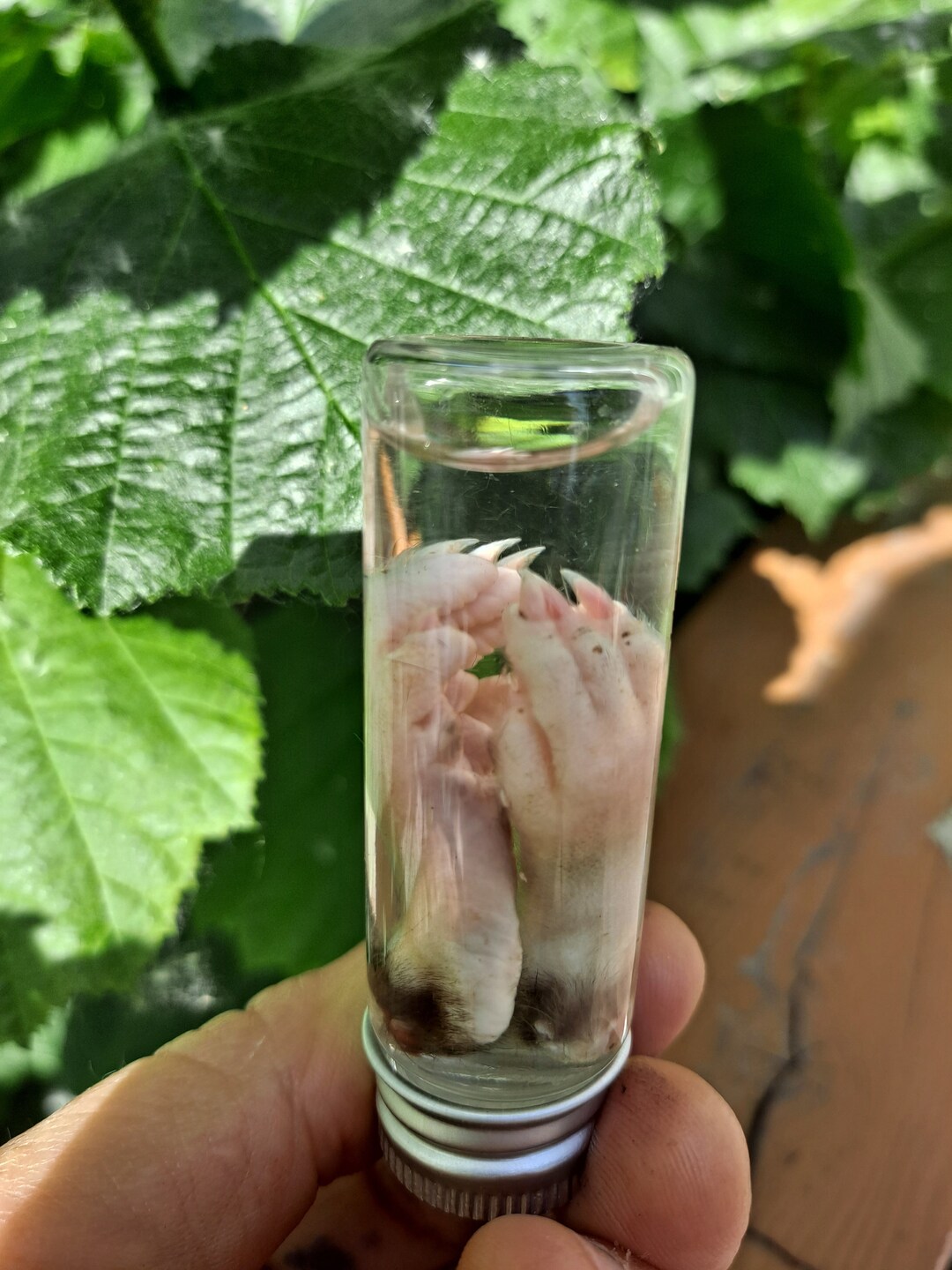 Pair of Rat Paws Wet Specimens - Etsy