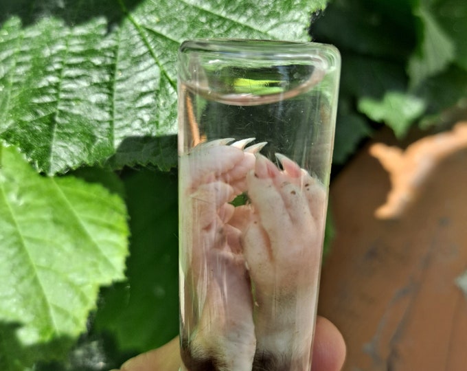 Pair of Rat Paws Wet Specimens - Etsy