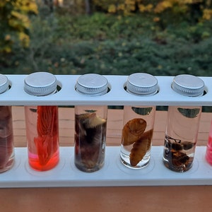 Mixed Mystery Lot Wet Specimens Insect, Mammal, Bird, Aquatic. 1, 2, 3 ...