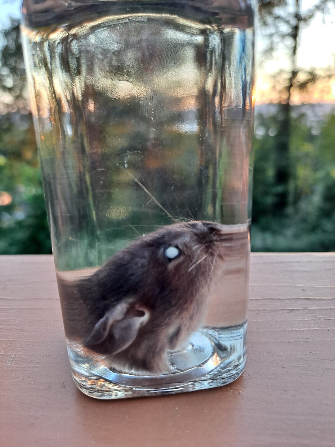 Rat Head Wet Specimen - Etsy