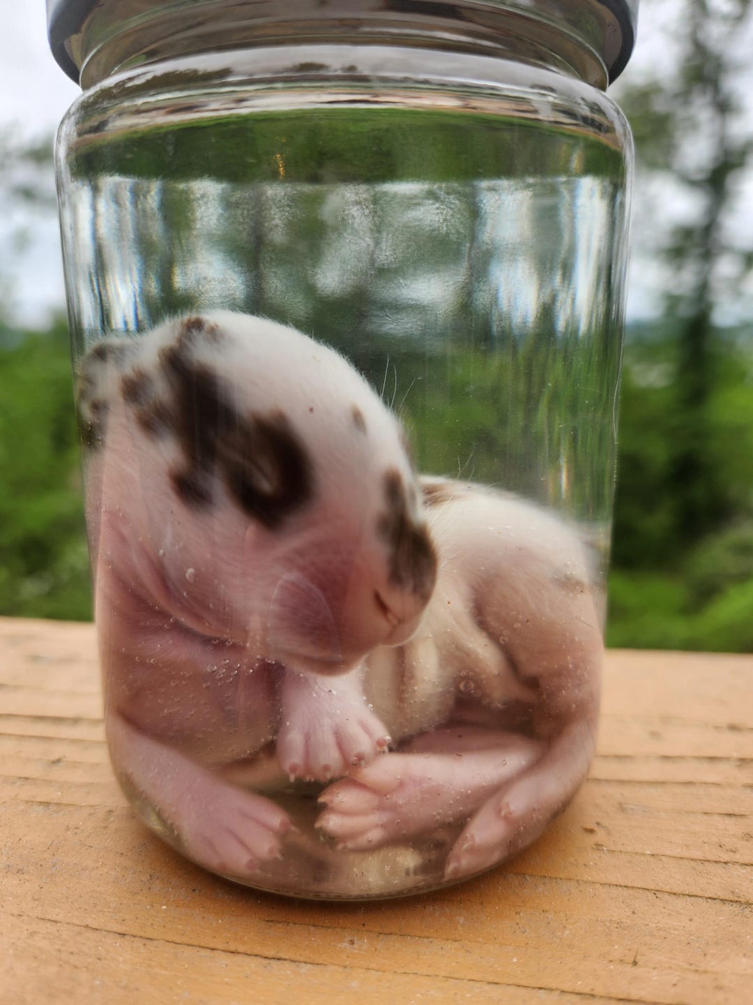 Young Rabbit Wet Specimen 12oz - Etsy