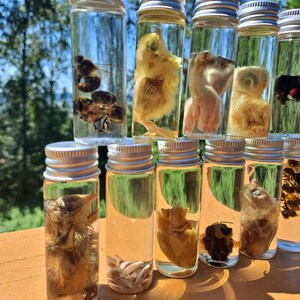 Mixed Mystery Lot Wet Specimens Insect Mammal Bird Aquatic. - Etsy