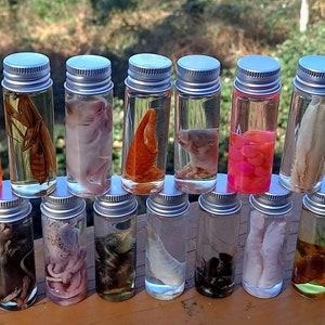 Mixed Mystery Lot Wet Specimens Insect, Mammal, Bird, Aquatic. 1, 2, 3 ...