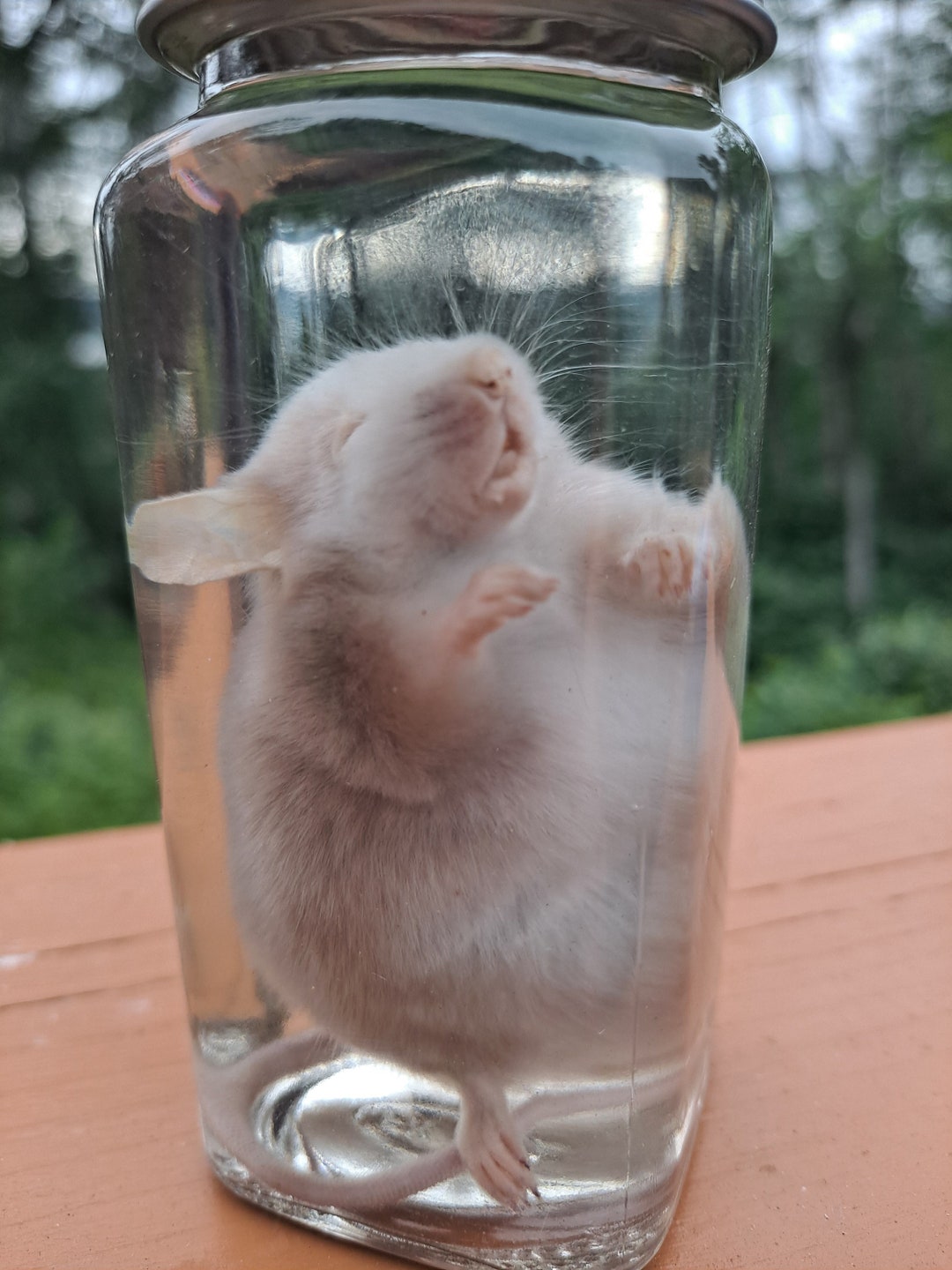 Mouse Wet Specimen - Etsy