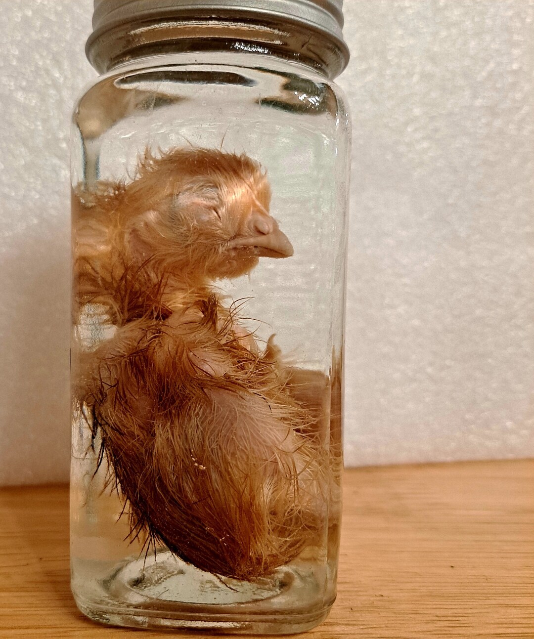 Stillborn Chicken Chick Wet Specimen - Etsy