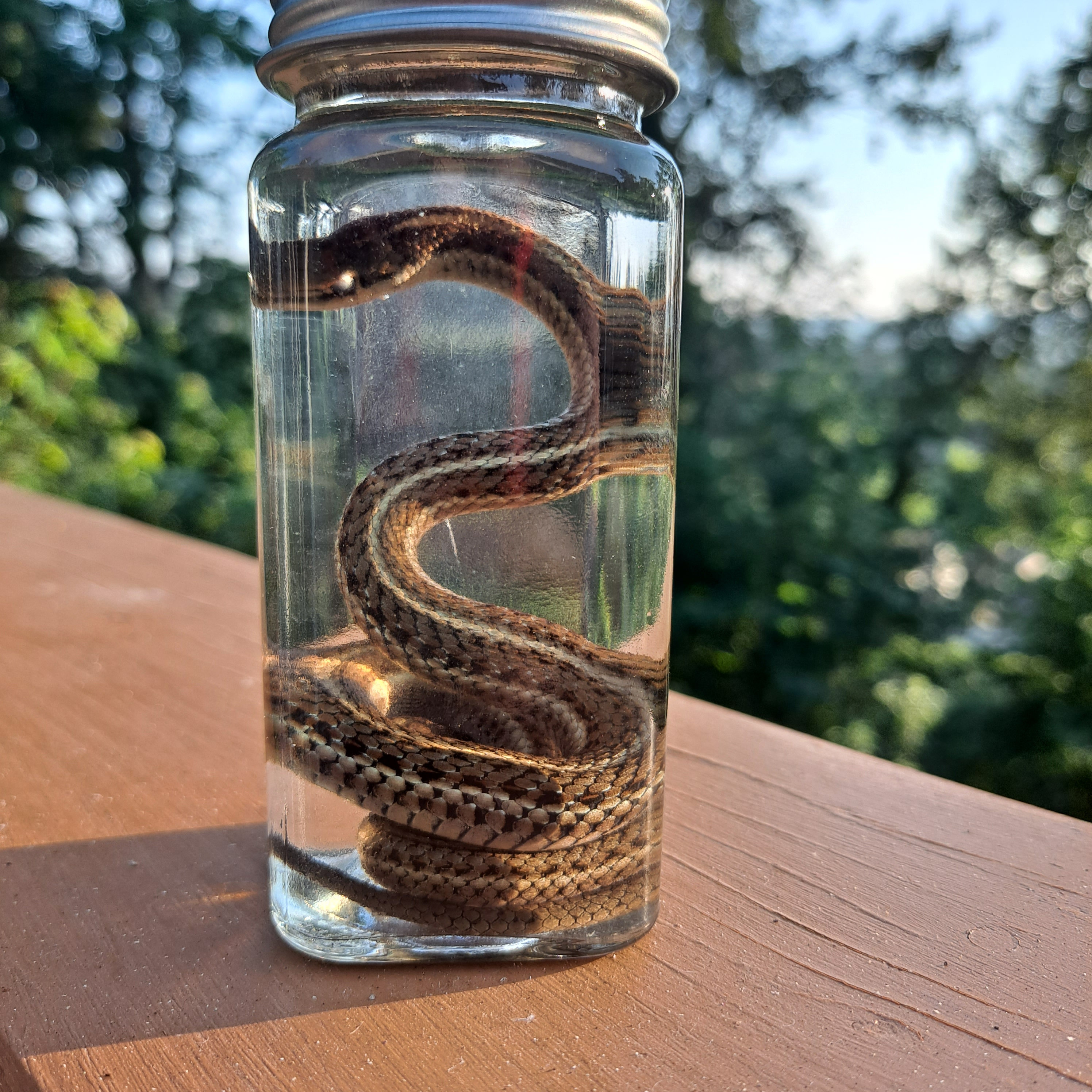 Garter Snakes In A Jar
